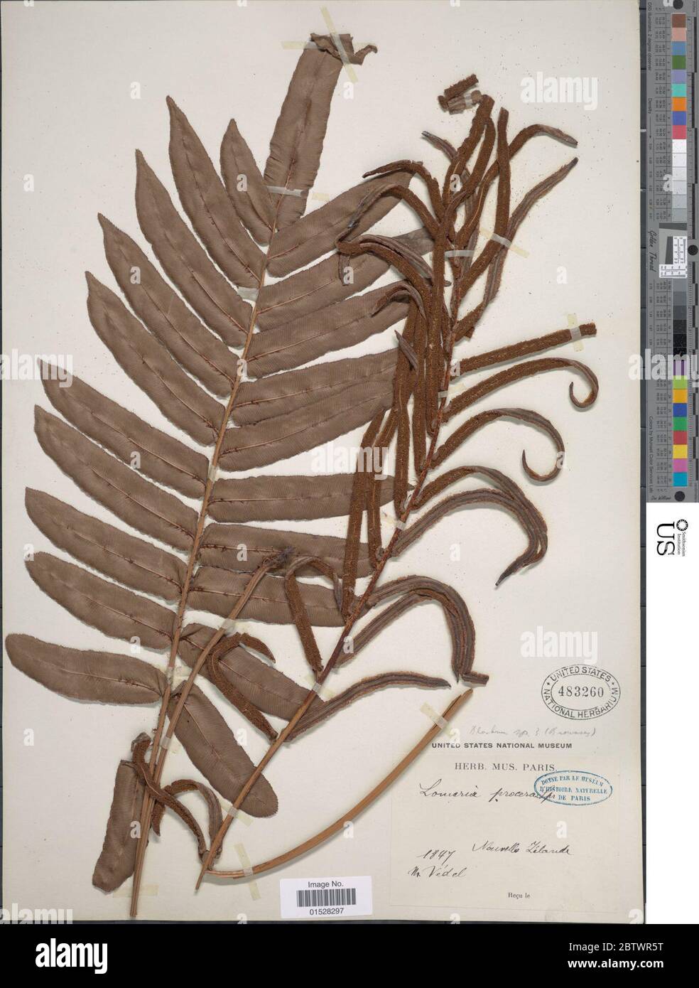 Blechnum Blechnum Sp High Resolution Stock Photography and Images - Alamy