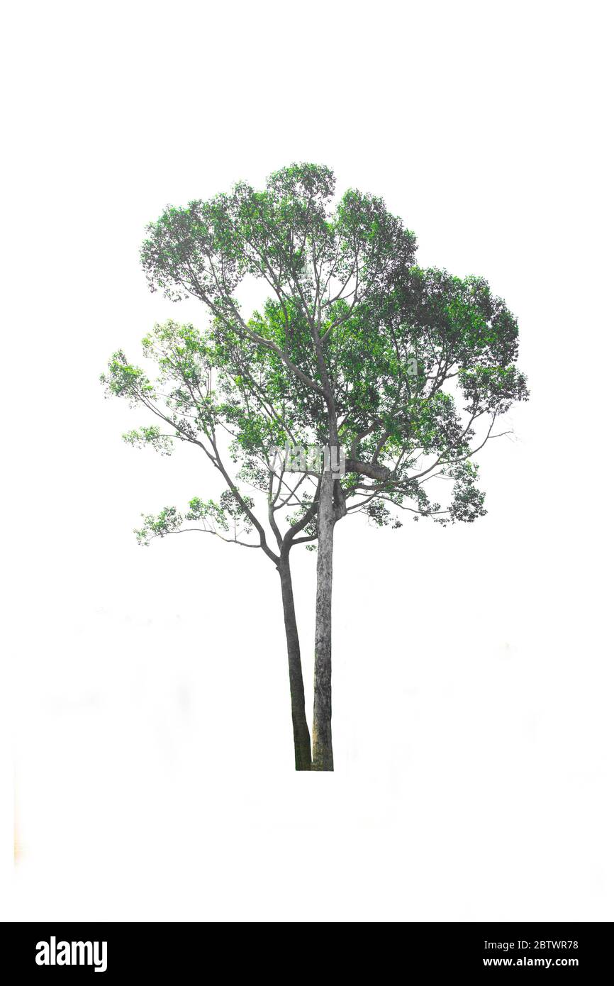 Big trees canopy Cut Out Stock Images & Pictures - Alamy