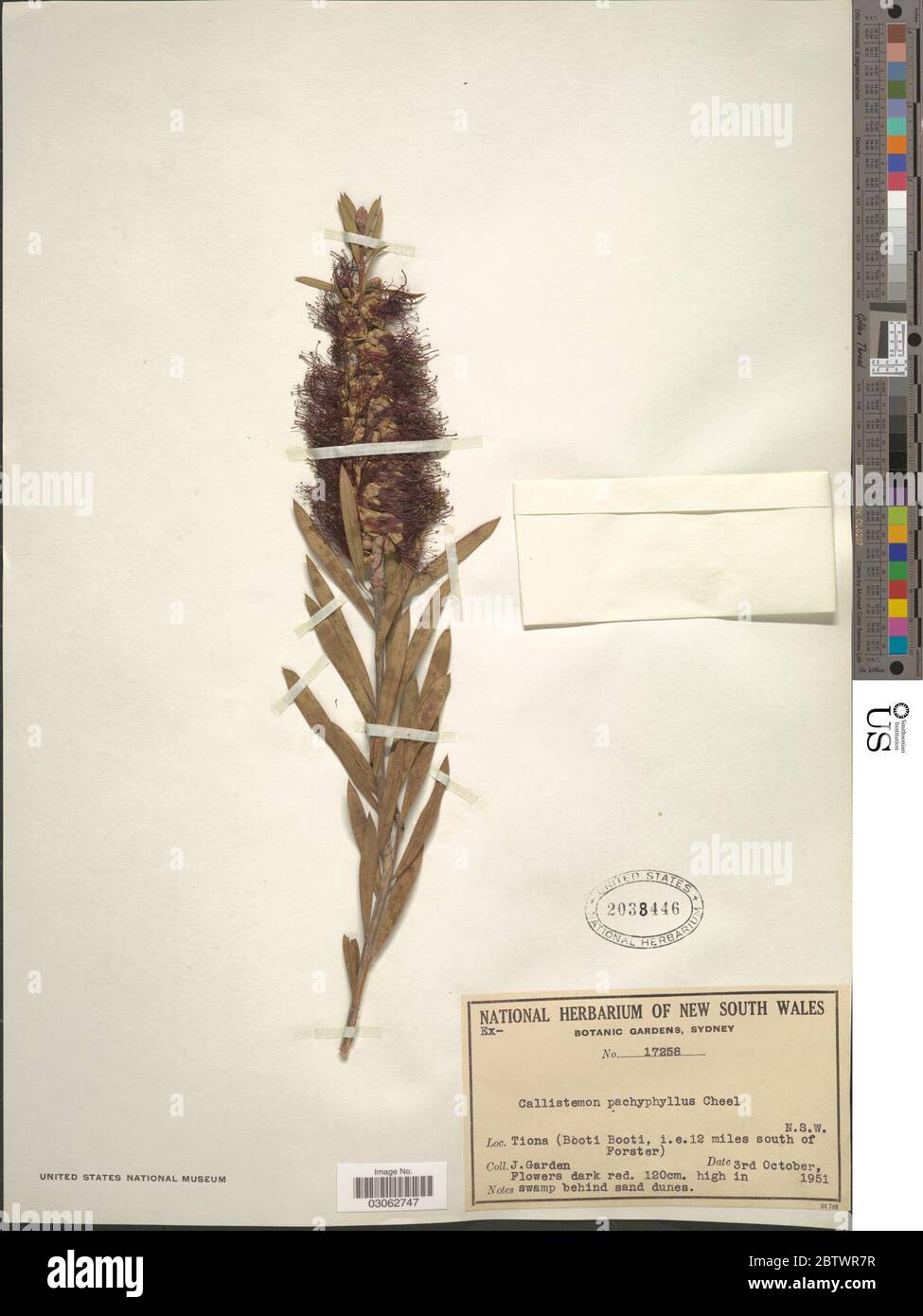 Callistemon pachyphyllus hi-res stock photography and images - Alamy