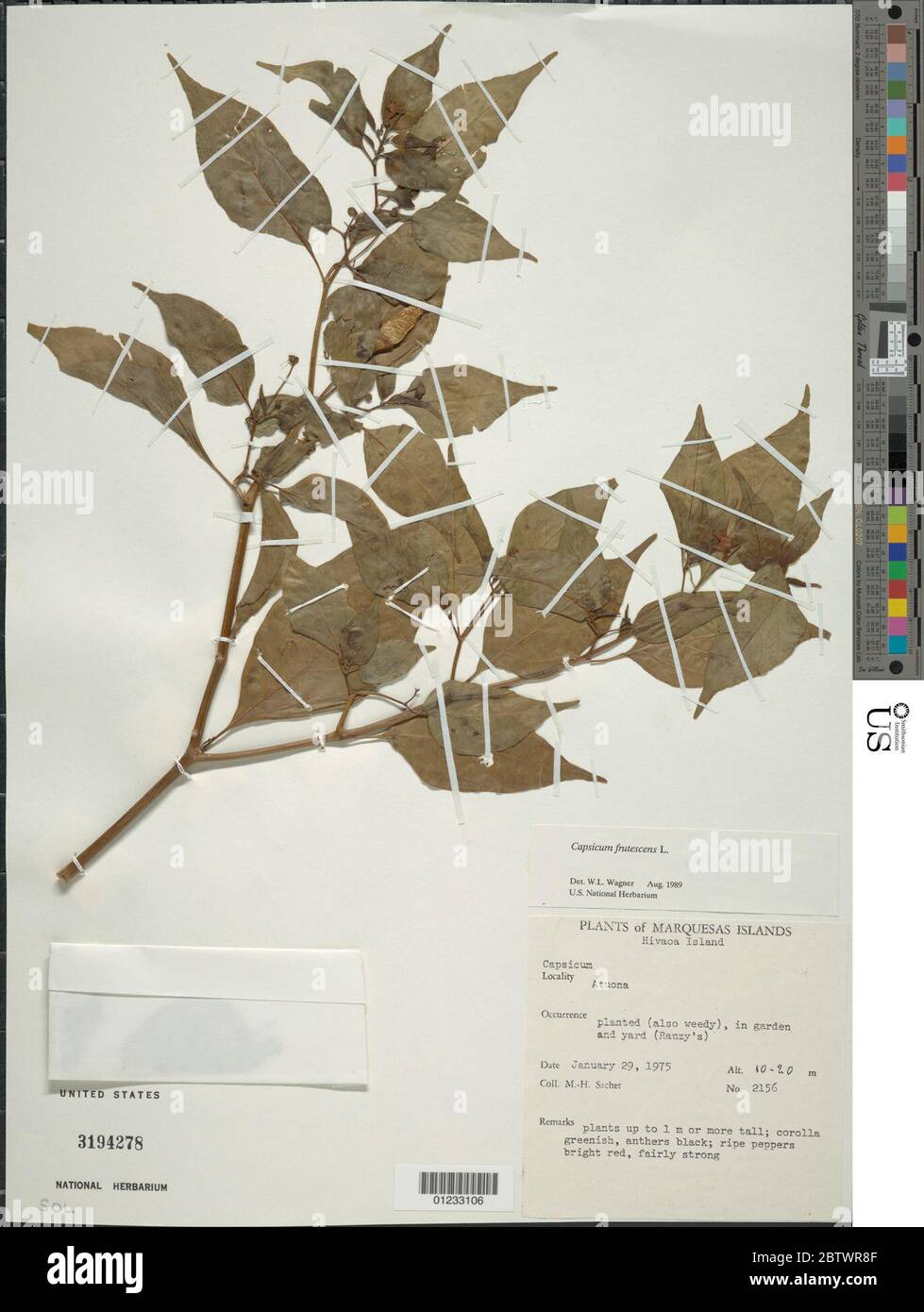 Capsicum frutescens L Stock Photo - Alamy