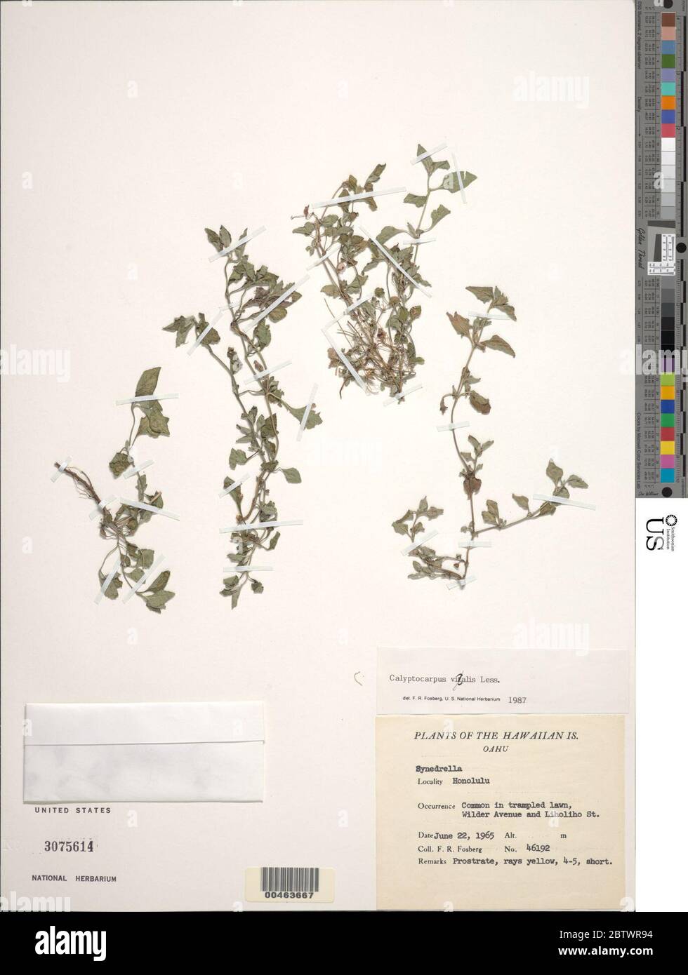 Calyptocarpus vialis Less Stock Photo - Alamy