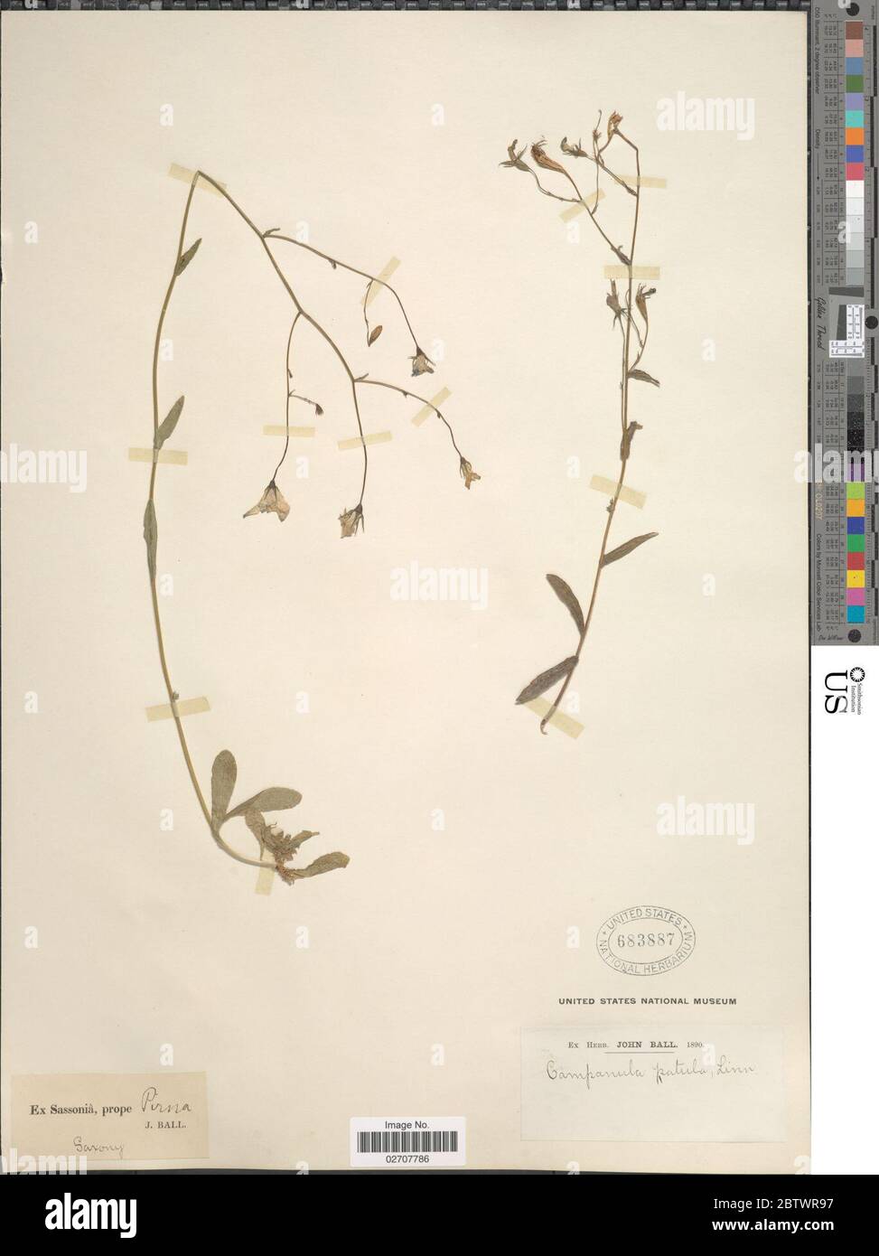 Campanula patula L Stock Photo - Alamy