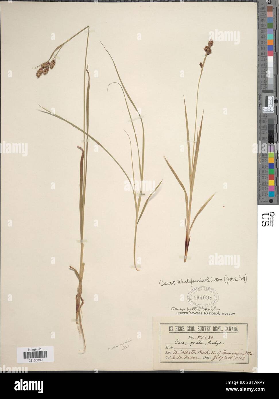 Carex raymondii Calder Stock Photo - Alamy