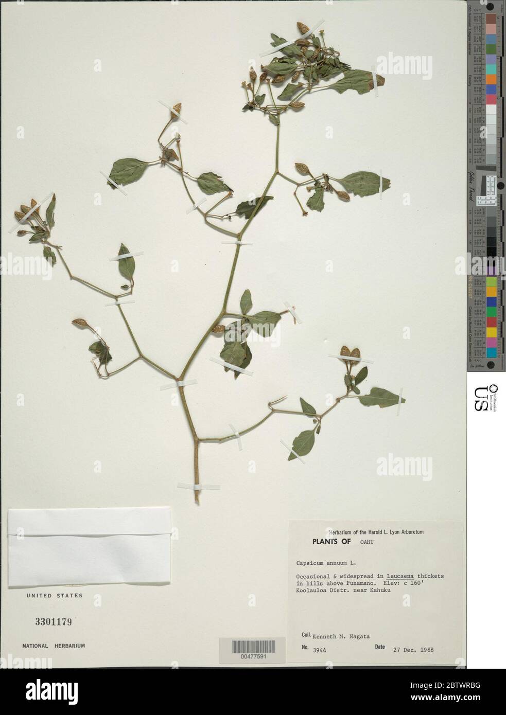 Capsicum annuum L Stock Photo - Alamy