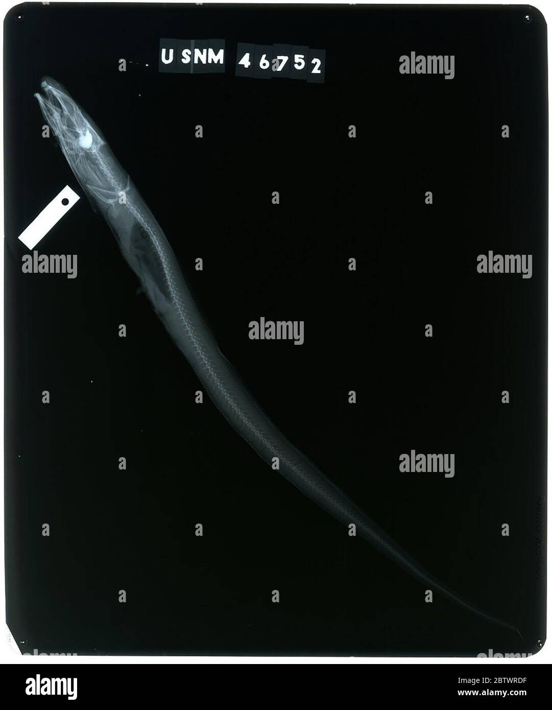 X files 1998 Cut Out Stock Images & Pictures - Alamy