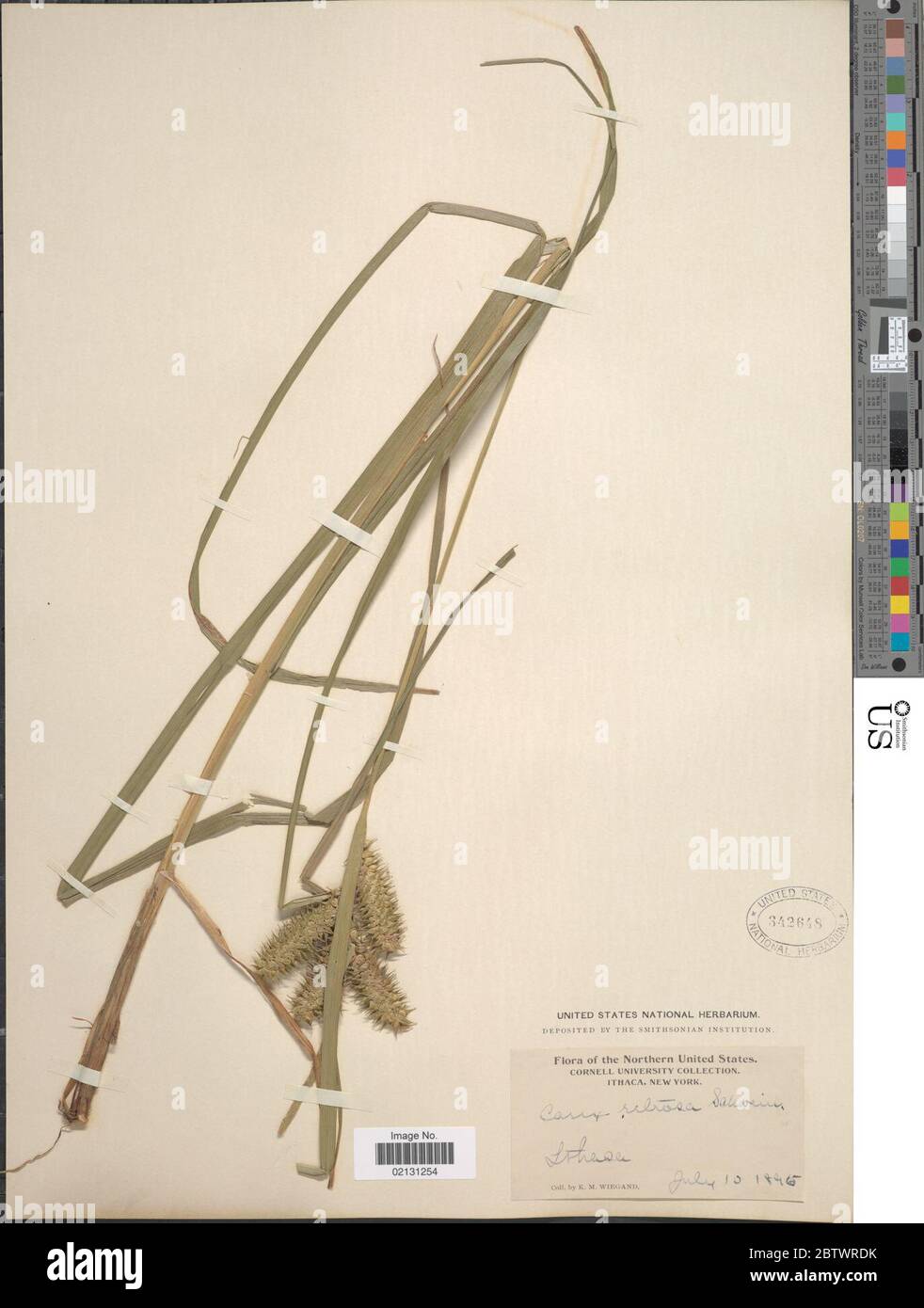 Carex retrorsa Schwein Stock Photo - Alamy