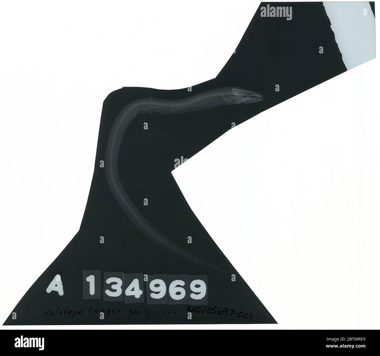 Conger philippinus Kanazawa. Radiograph is of a holotype specimen.24 ...