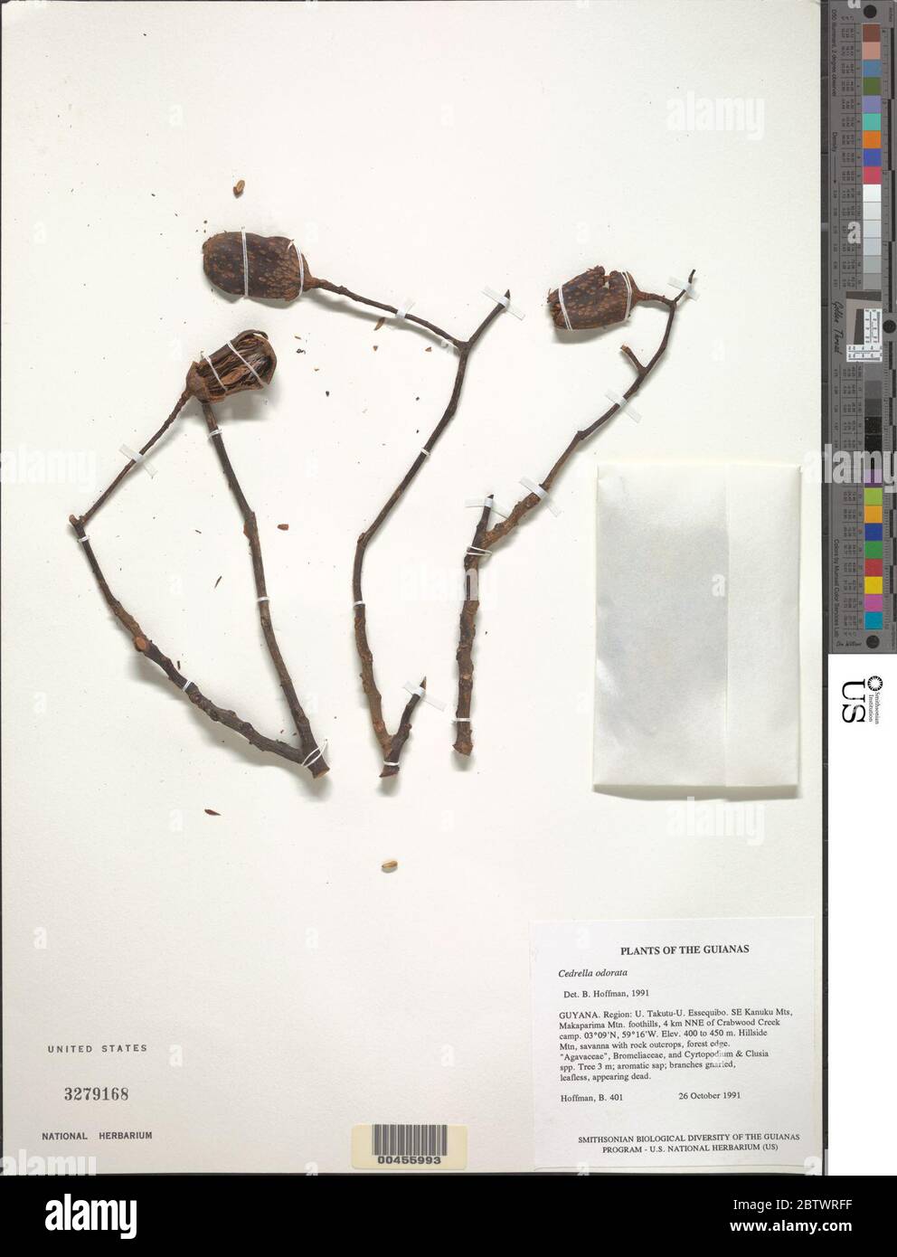 Cedrela odorata L Stock Photo - Alamy