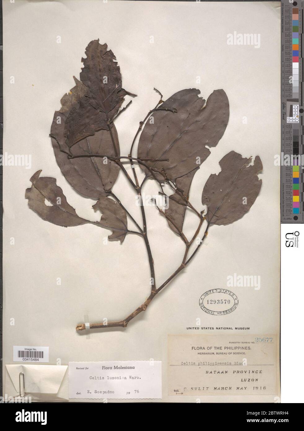 Luzonica hi-res stock photography and images - Alamy