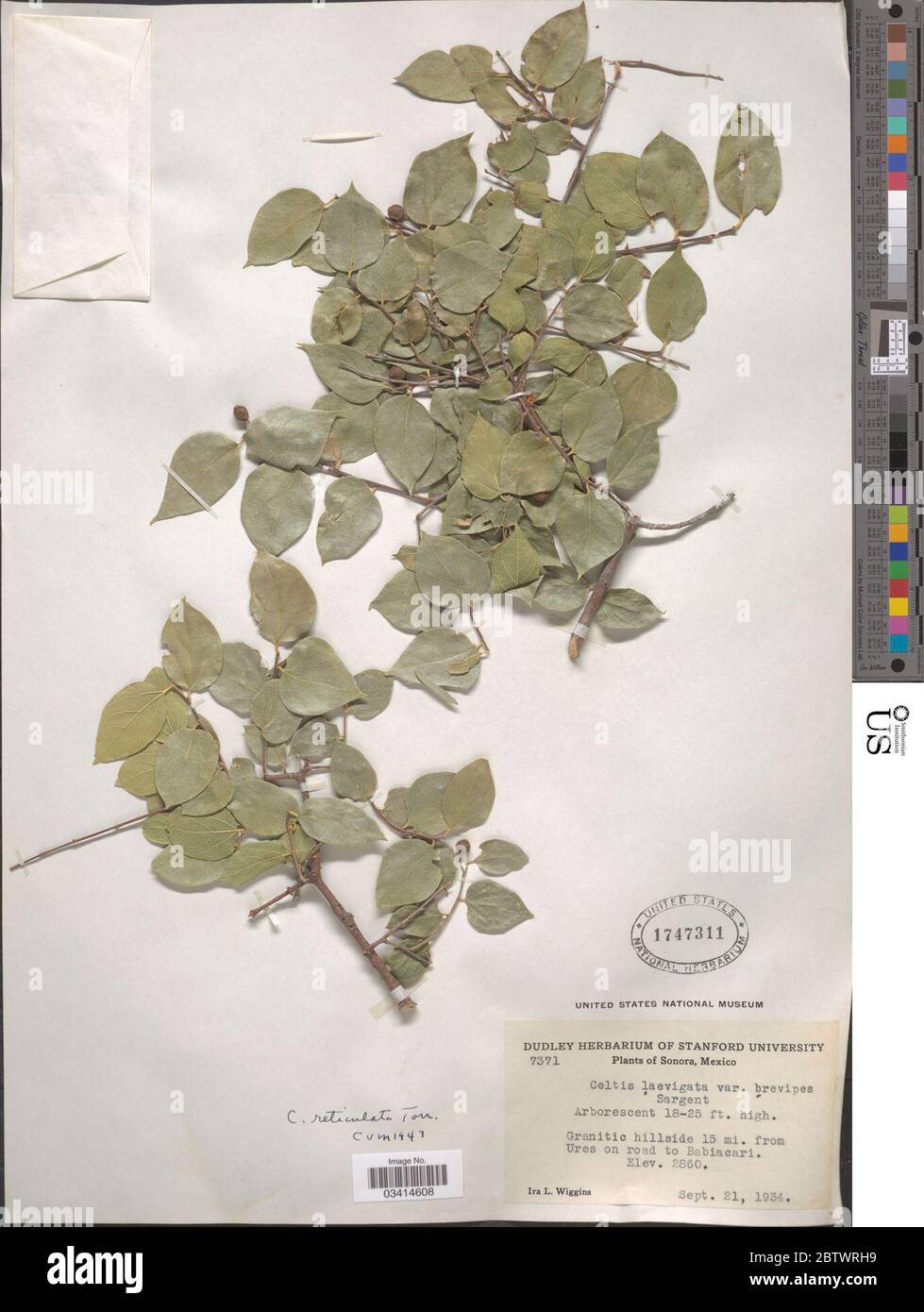 Celtis reticulata Torr Stock Photo - Alamy