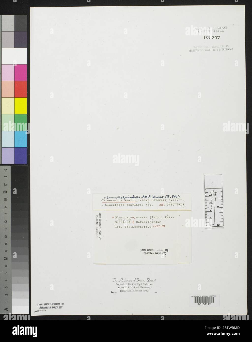 Chroococcus westii JB Petersen Stock Photo - Alamy