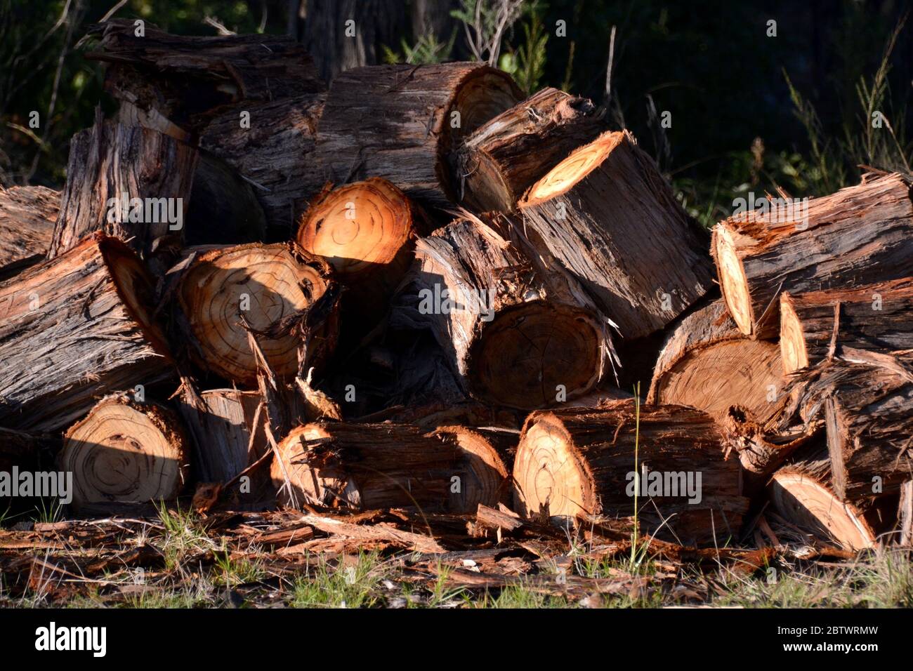 Uneven pile of firewood gum tree logs in the sunshine outside ready for ...
