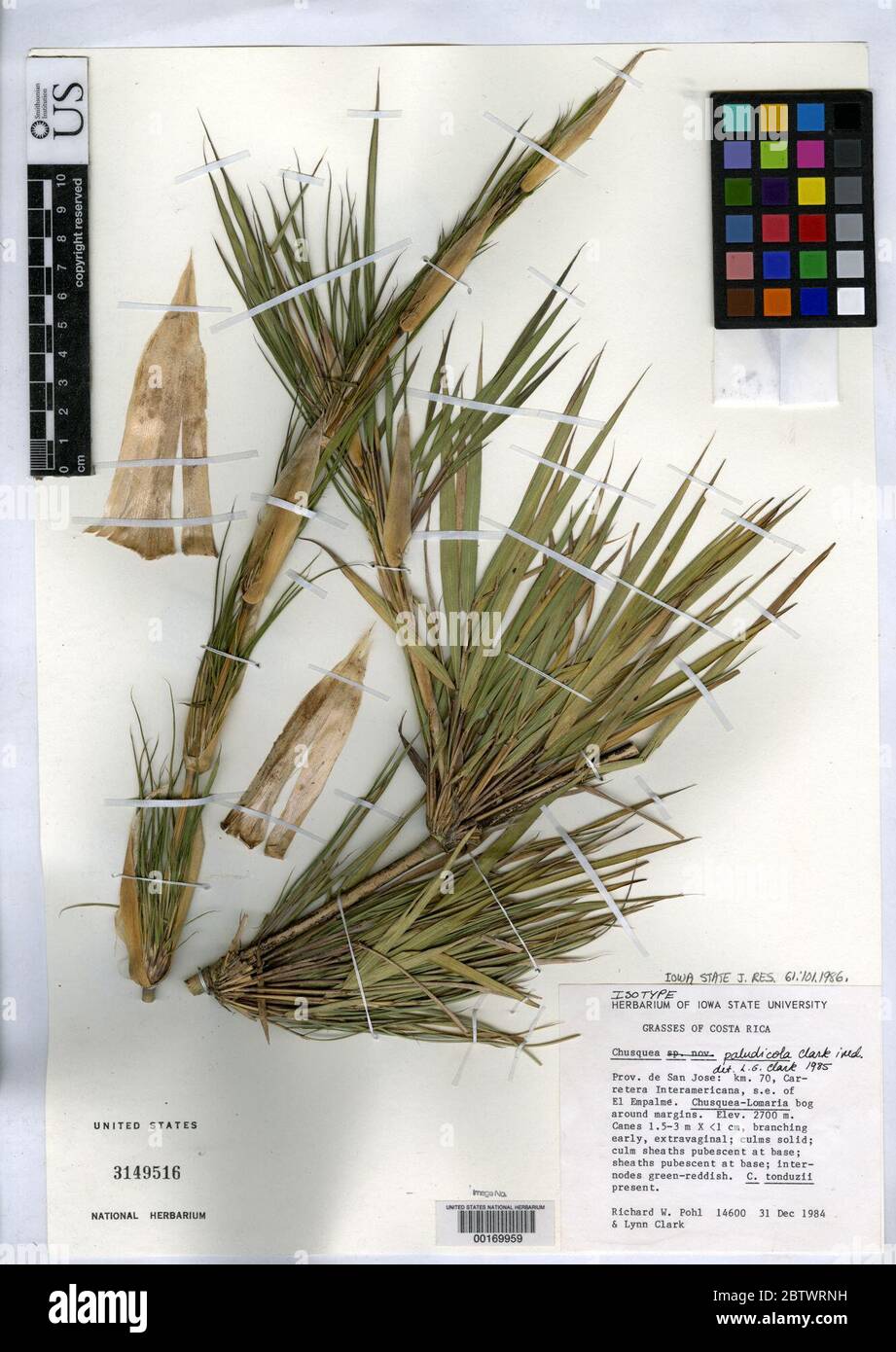 Chusquea hi-res stock photography and images - Alamy