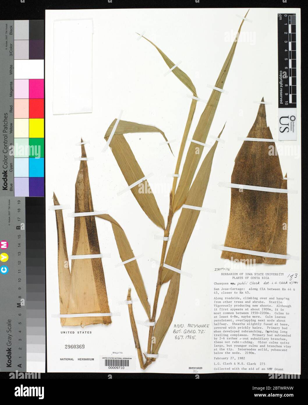 Chusquea hi-res stock photography and images - Alamy