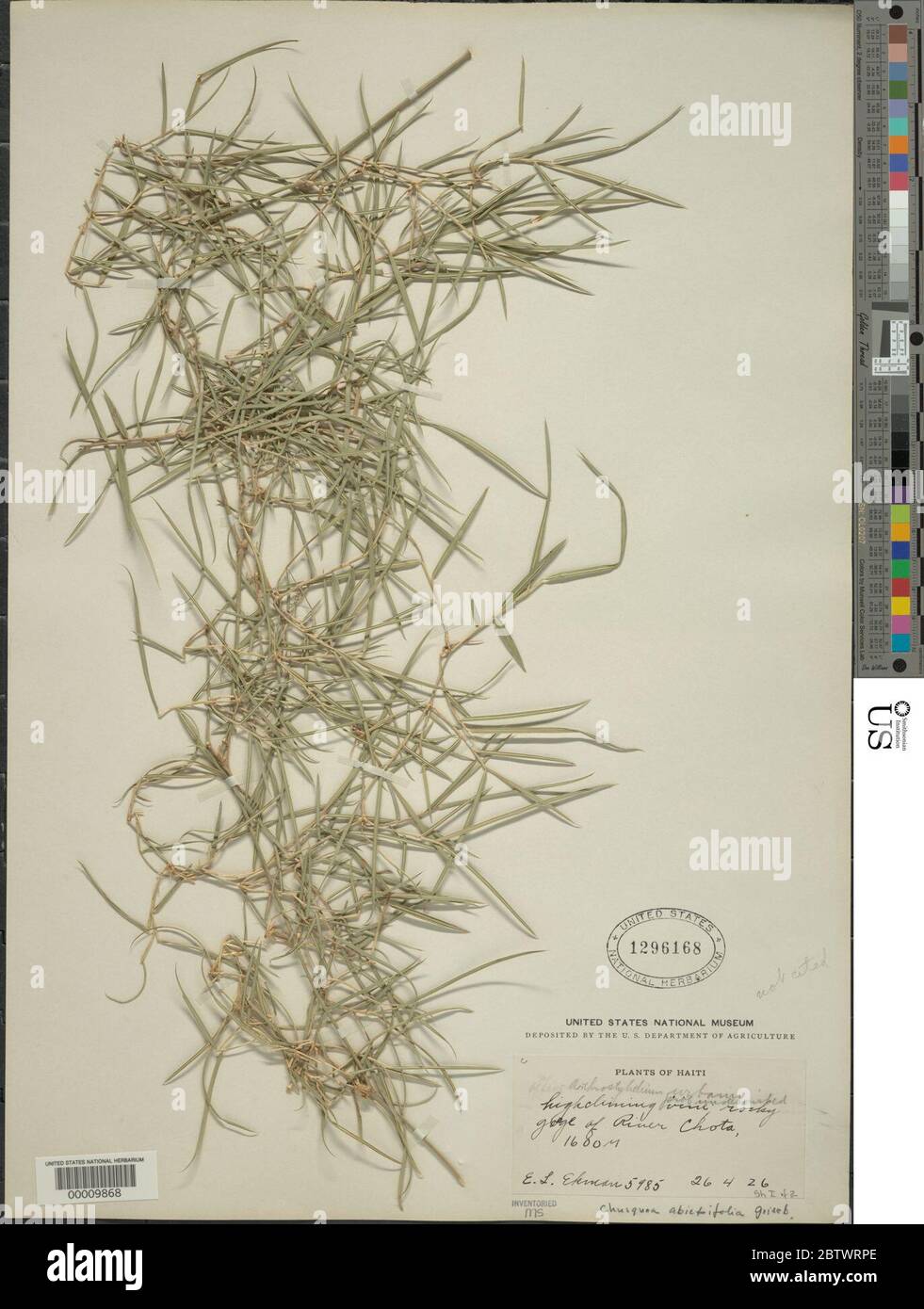 Chusquea abietifolia Griseb Stock Photo - Alamy