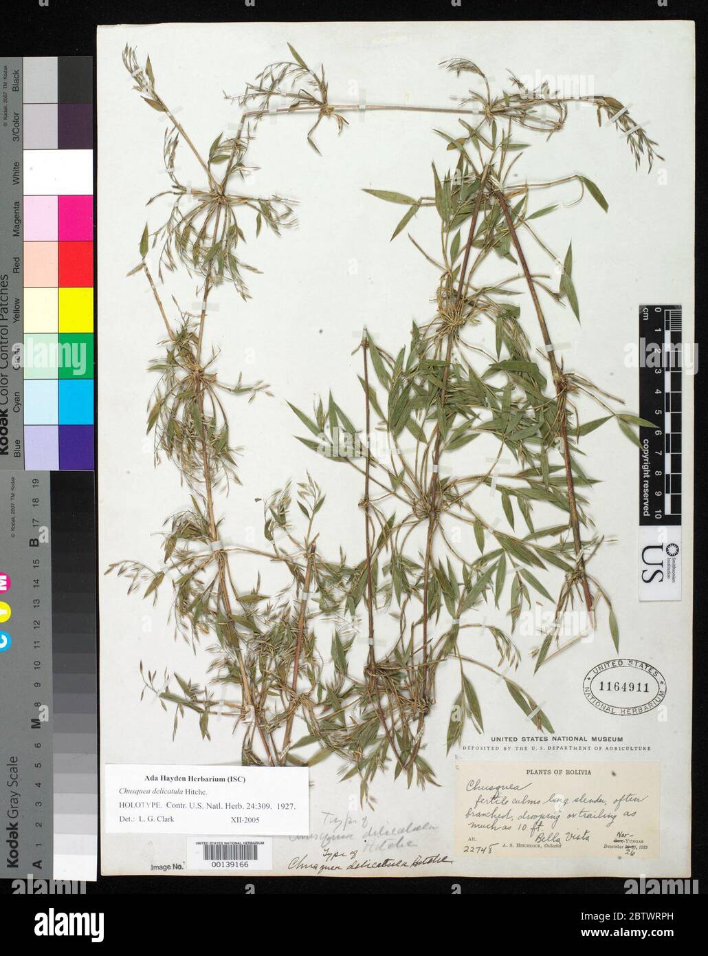 Chusquea hi-res stock photography and images - Alamy