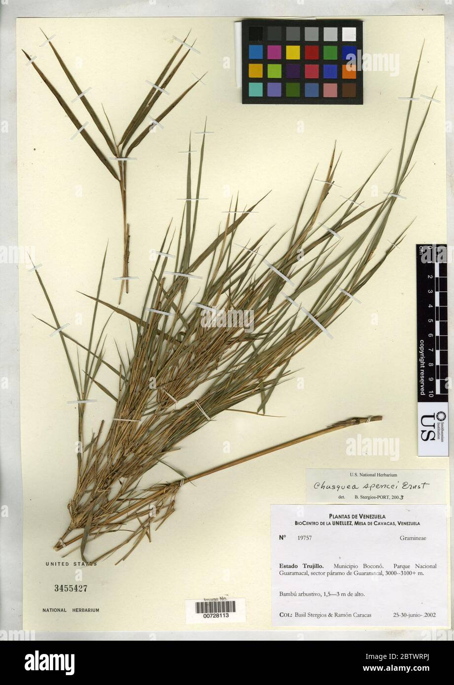 Chusquea hi-res stock photography and images - Alamy