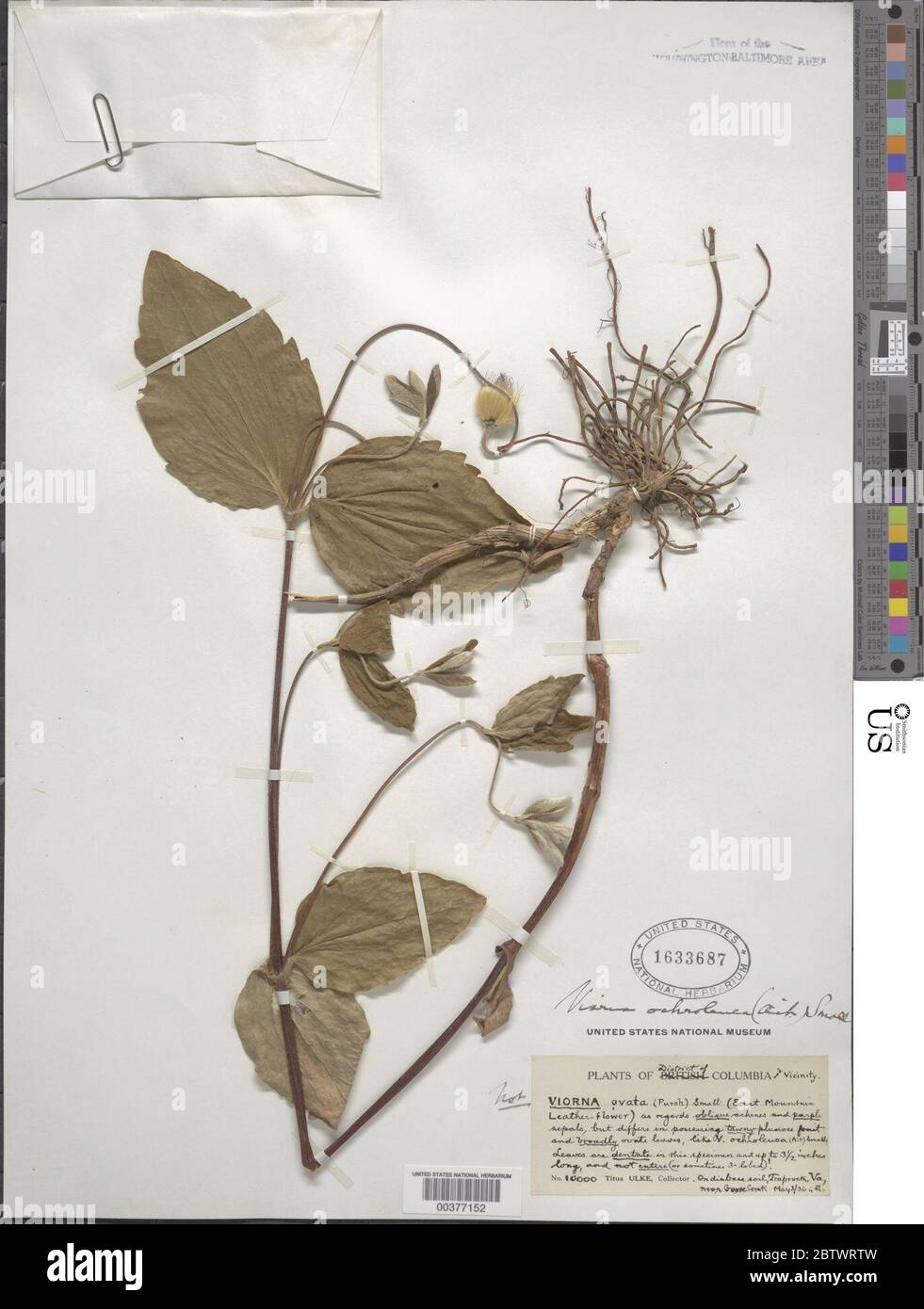 Clematis ochroleuca Aiton Stock Photo - Alamy