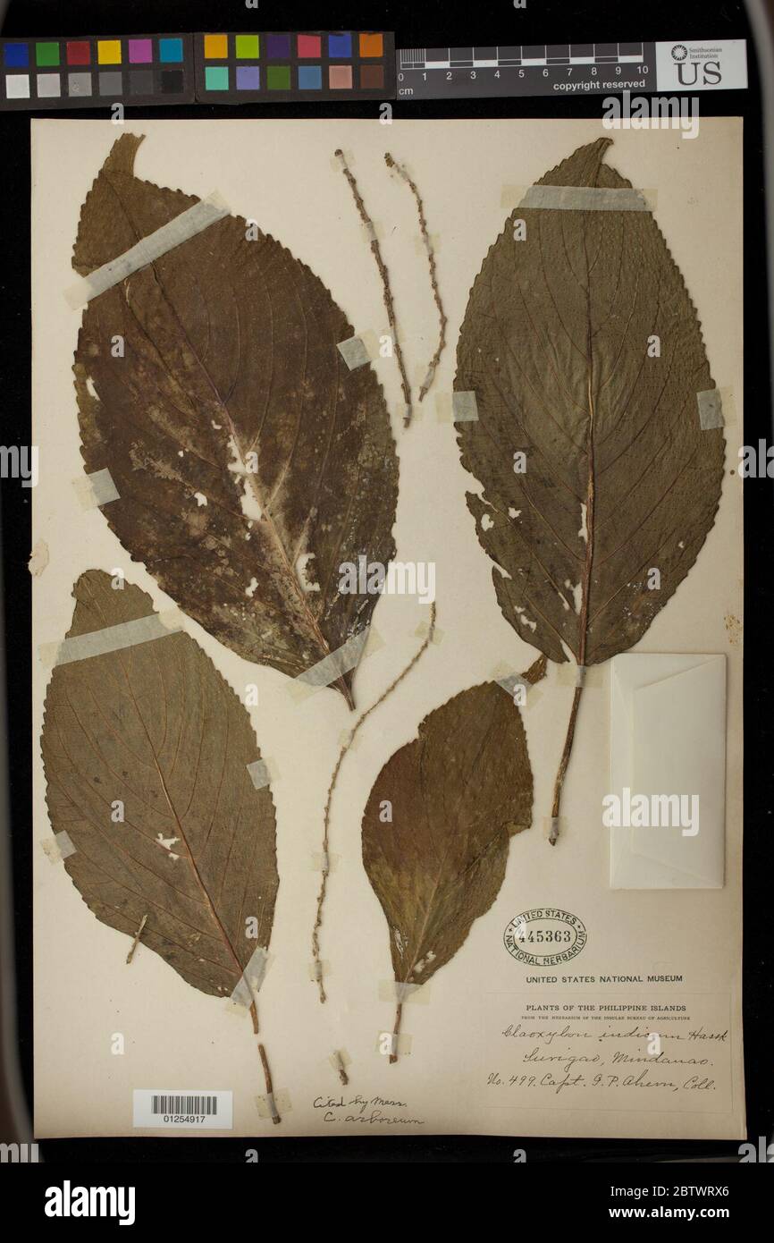 Claoxylon arboreum Elmer Stock Photo - Alamy