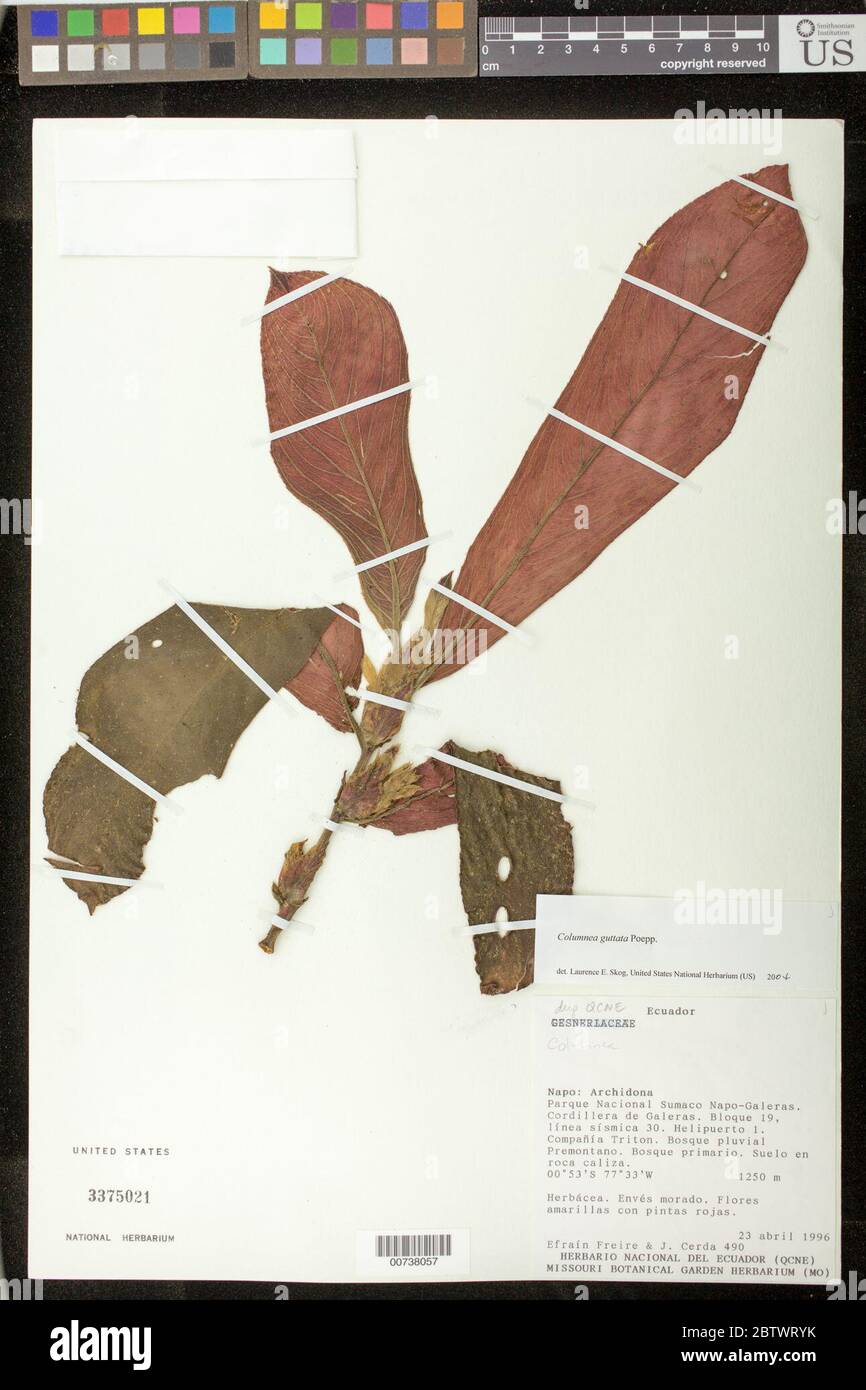 Columnea guttata Poepp Stock Photo - Alamy