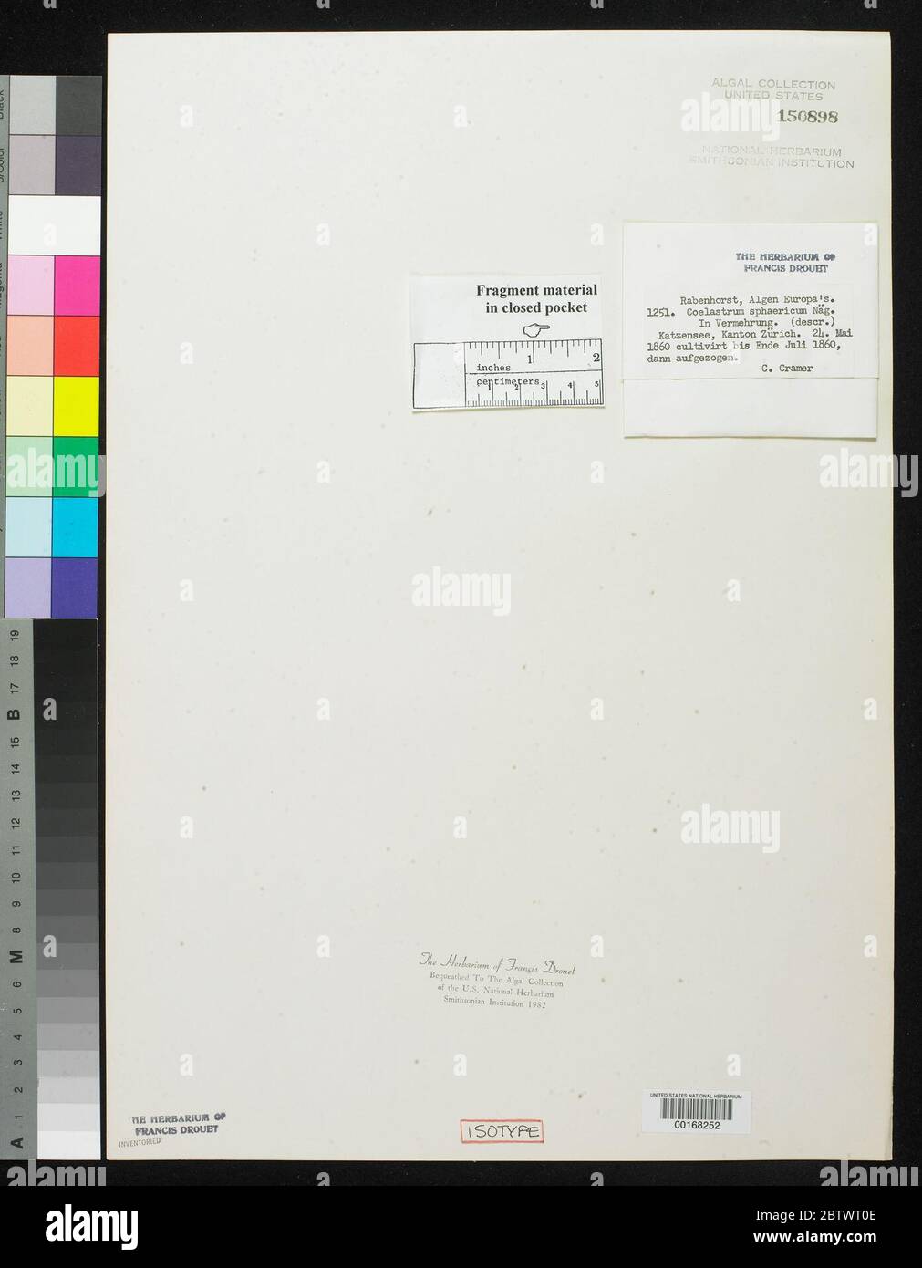 Coelastrum proboscideum Bohlin in Wittr Nordst Stock Photo - Alamy