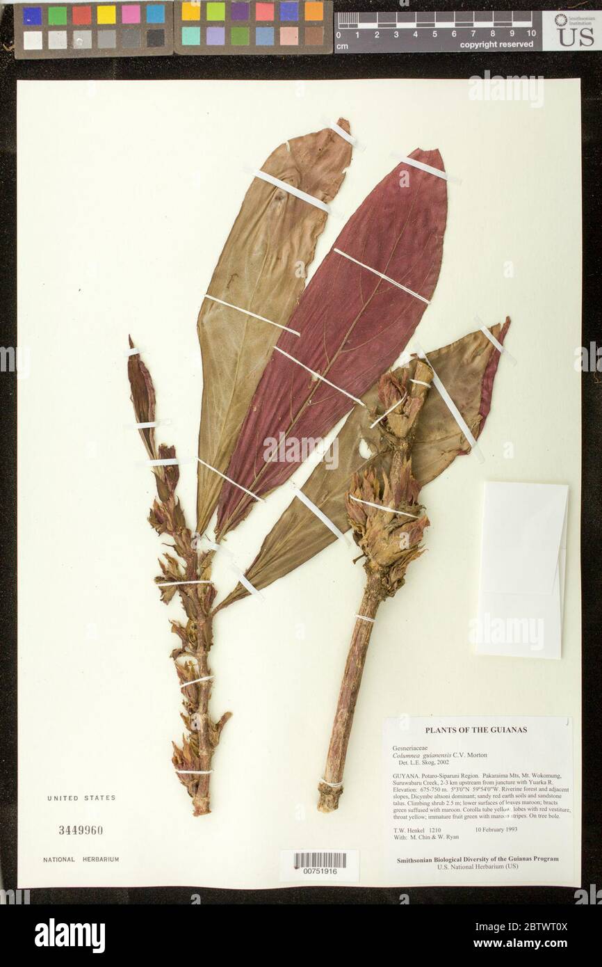 Columnea guianensis CV Morton Stock Photo - Alamy