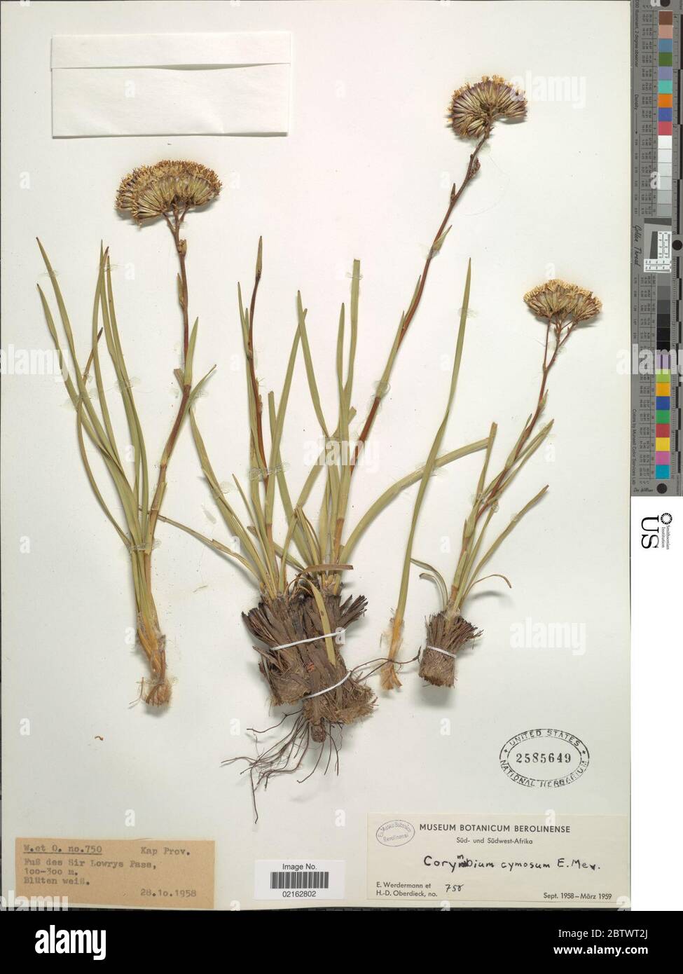 Corymbium hi-res stock photography and images - Alamy