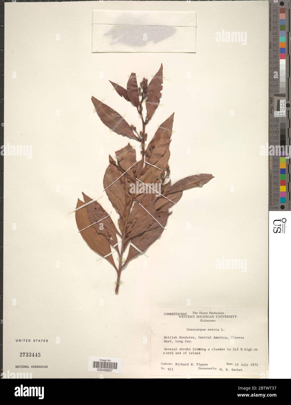 Conocarpus erectus hi-res stock photography and images - Alamy