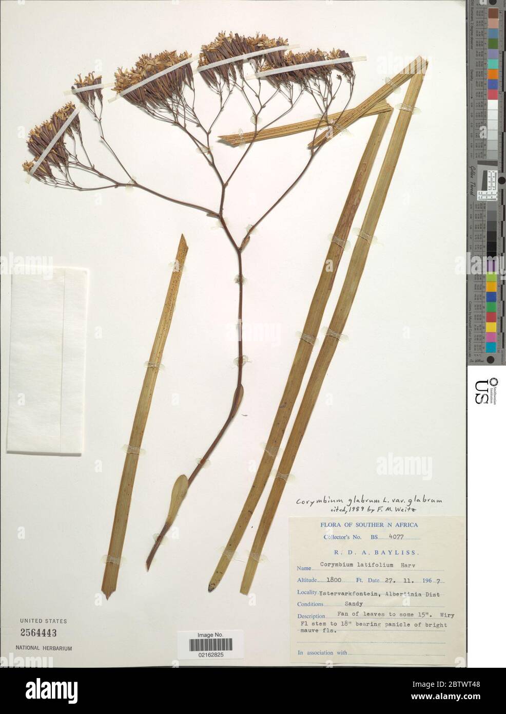 Corymbium hi-res stock photography and images - Alamy