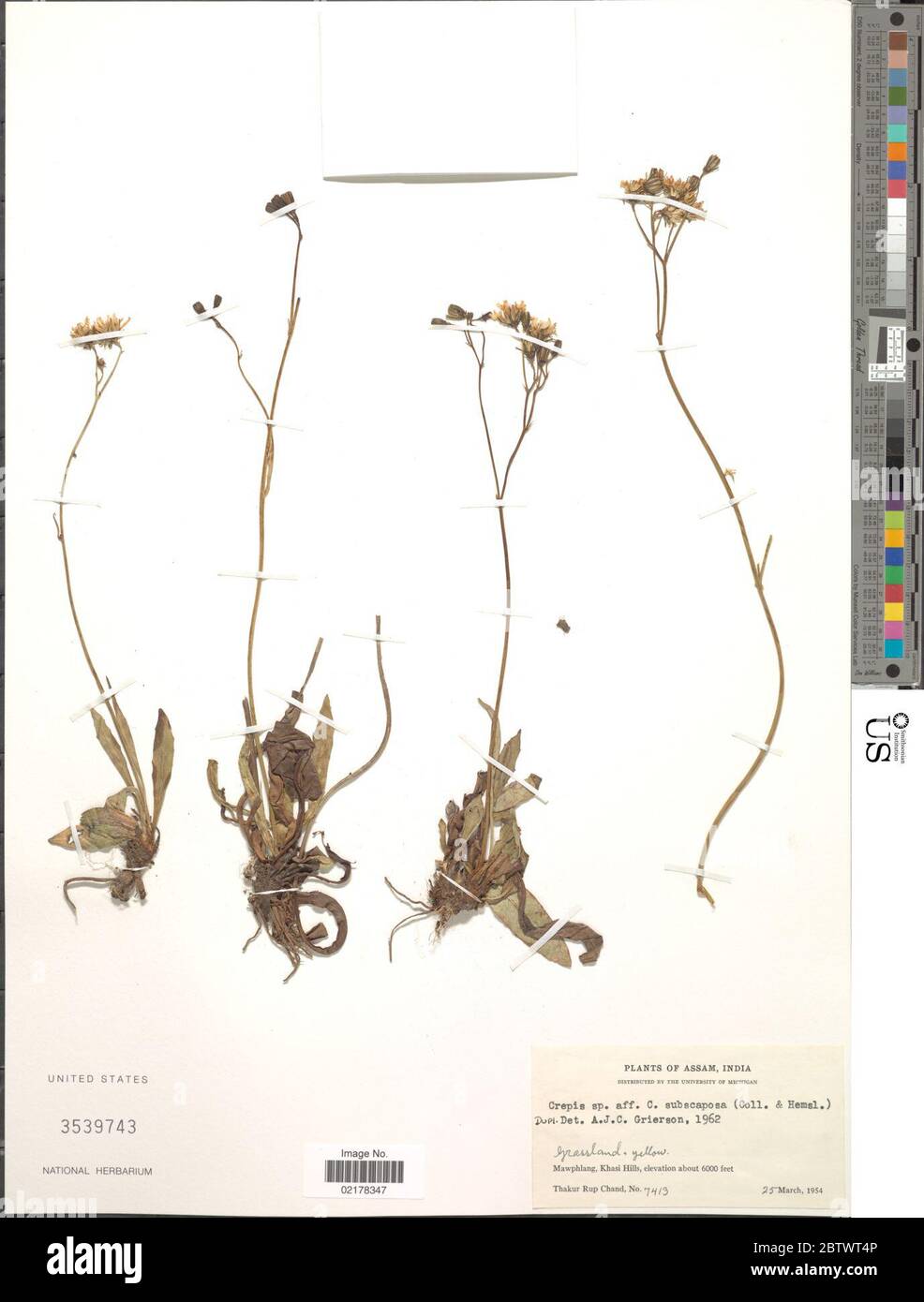 Crepis sp hi-res stock photography and images - Alamy