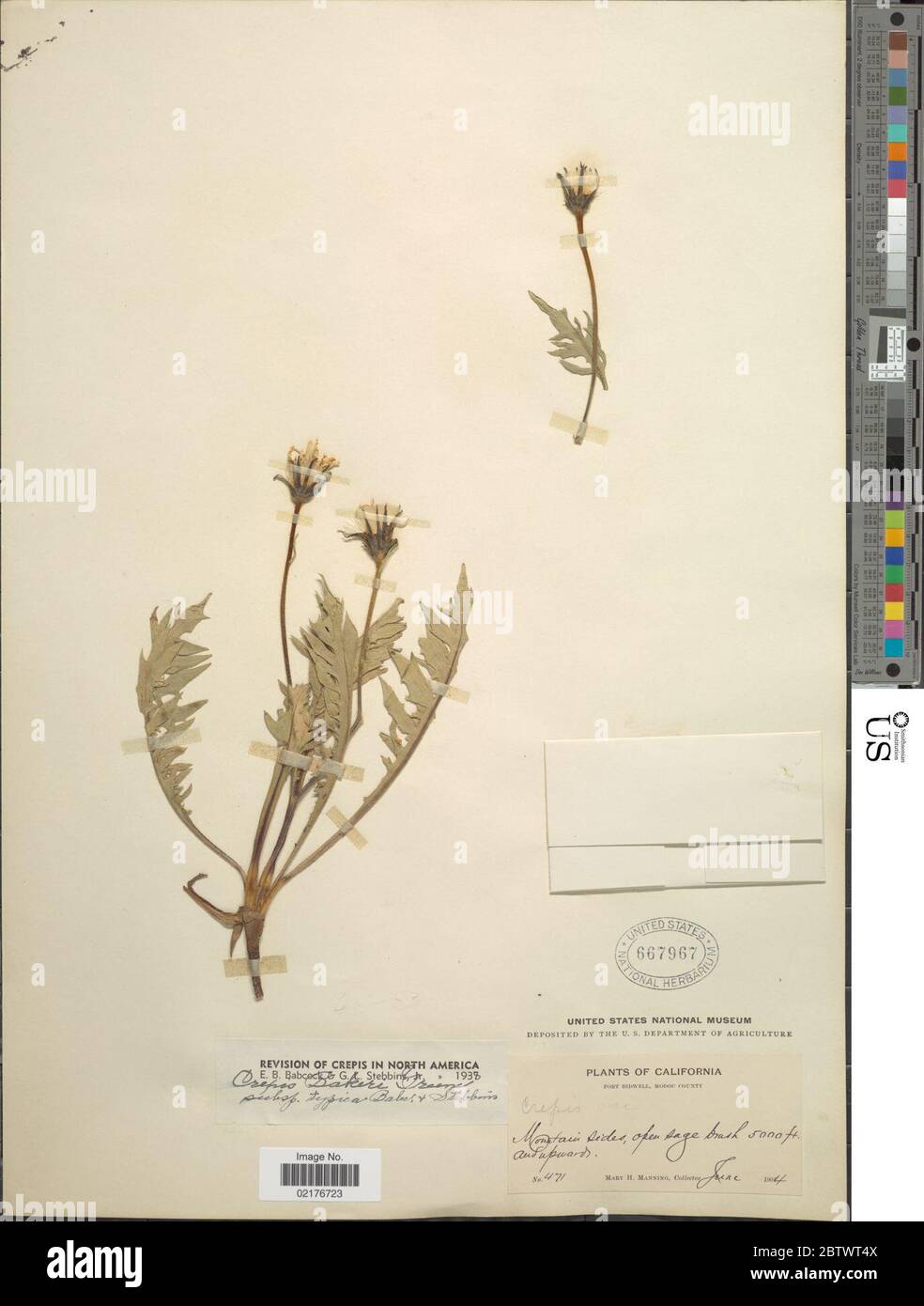 Crepis bakeri Greene Stock Photo - Alamy