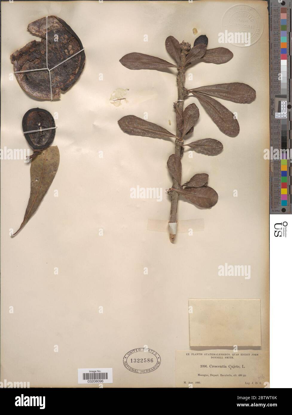 Crescentia cujete L Stock Photo - Alamy