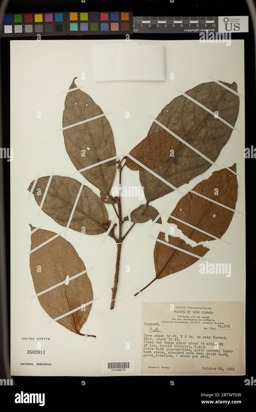 Croton sp hi-res stock photography and images - Alamy