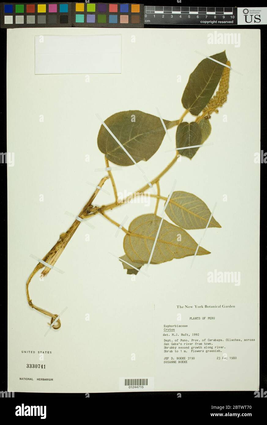 Croton sp hi-res stock photography and images - Alamy