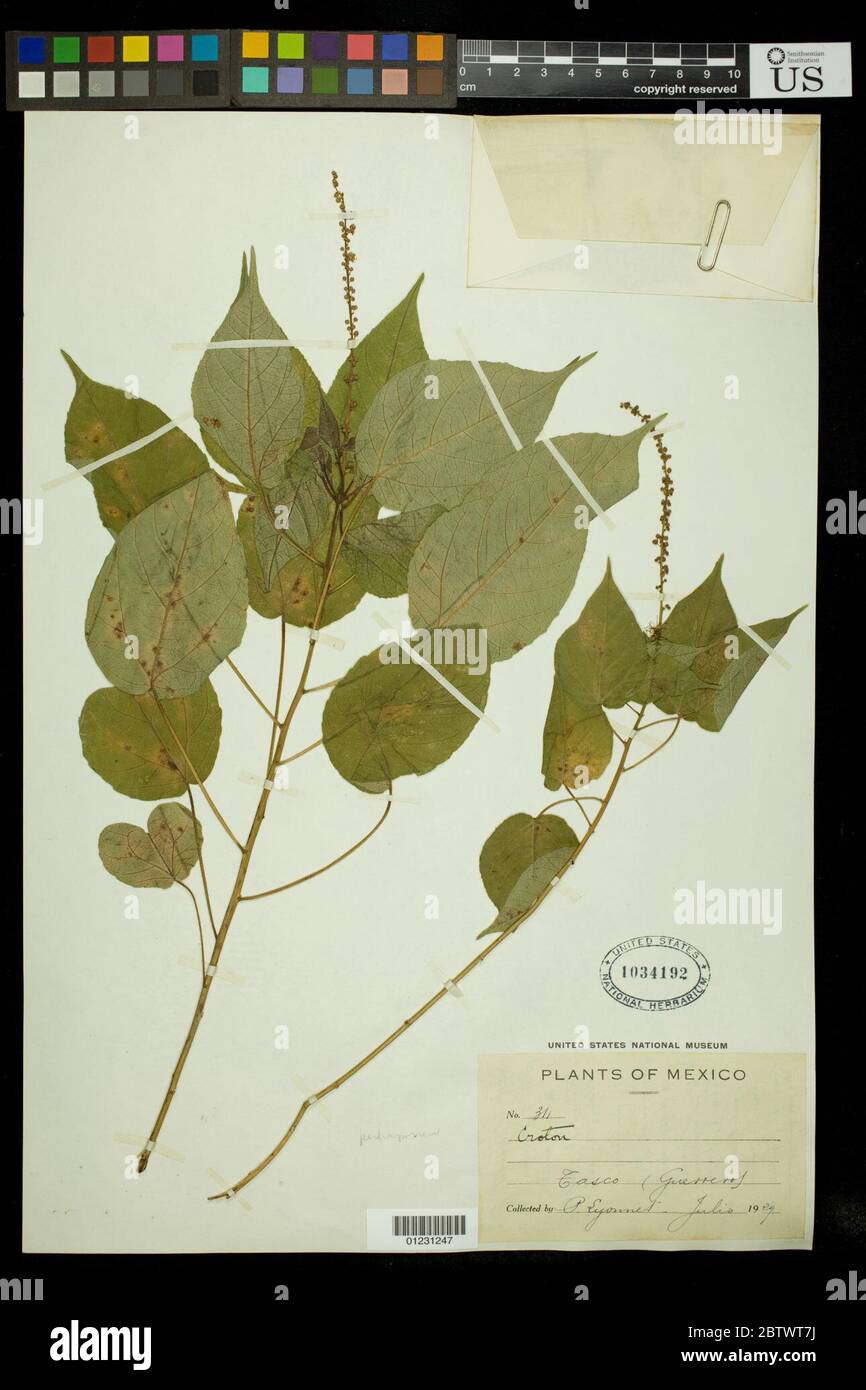 Croton sp hi-res stock photography and images - Alamy