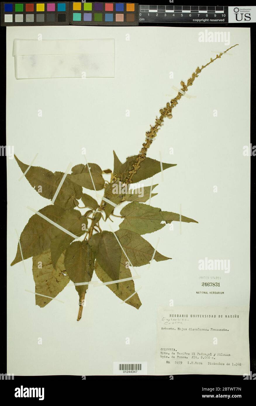 Croton sp hi-res stock photography and images - Alamy