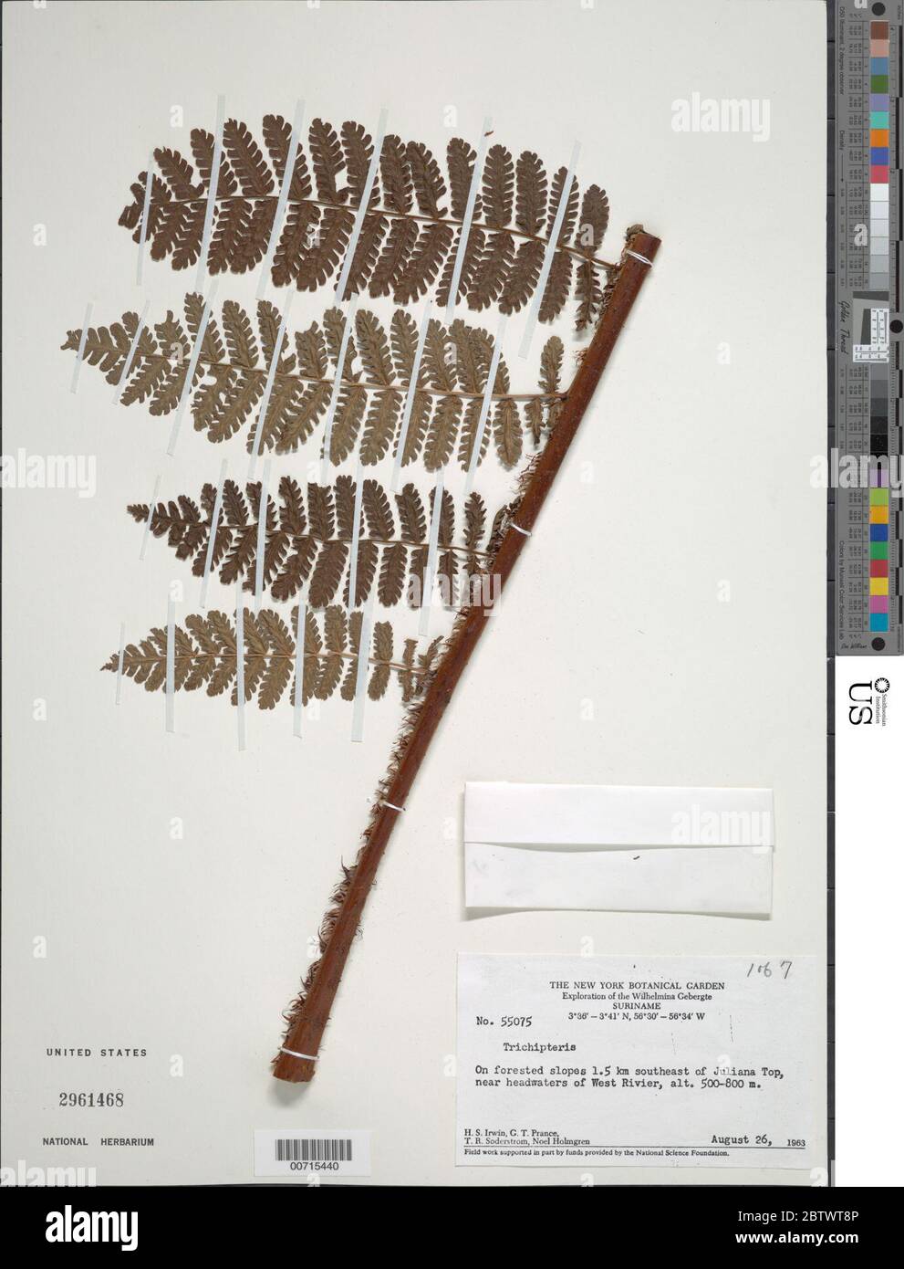 Cyathea sp hi-res stock photography and images - Alamy