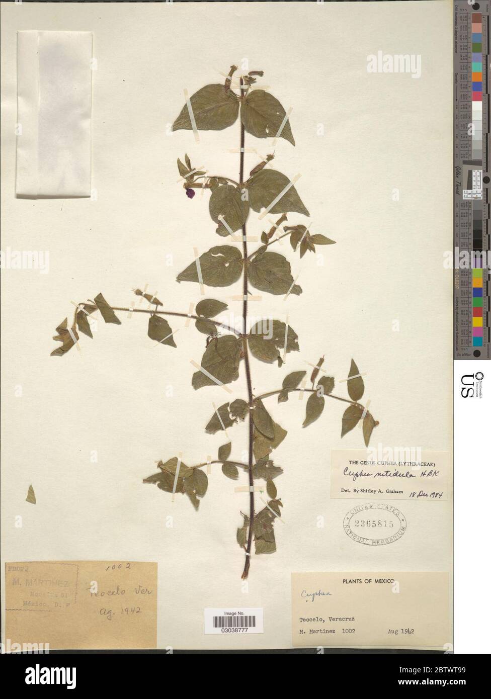 Cuphea nitidula Kunth Stock Photo - Alamy