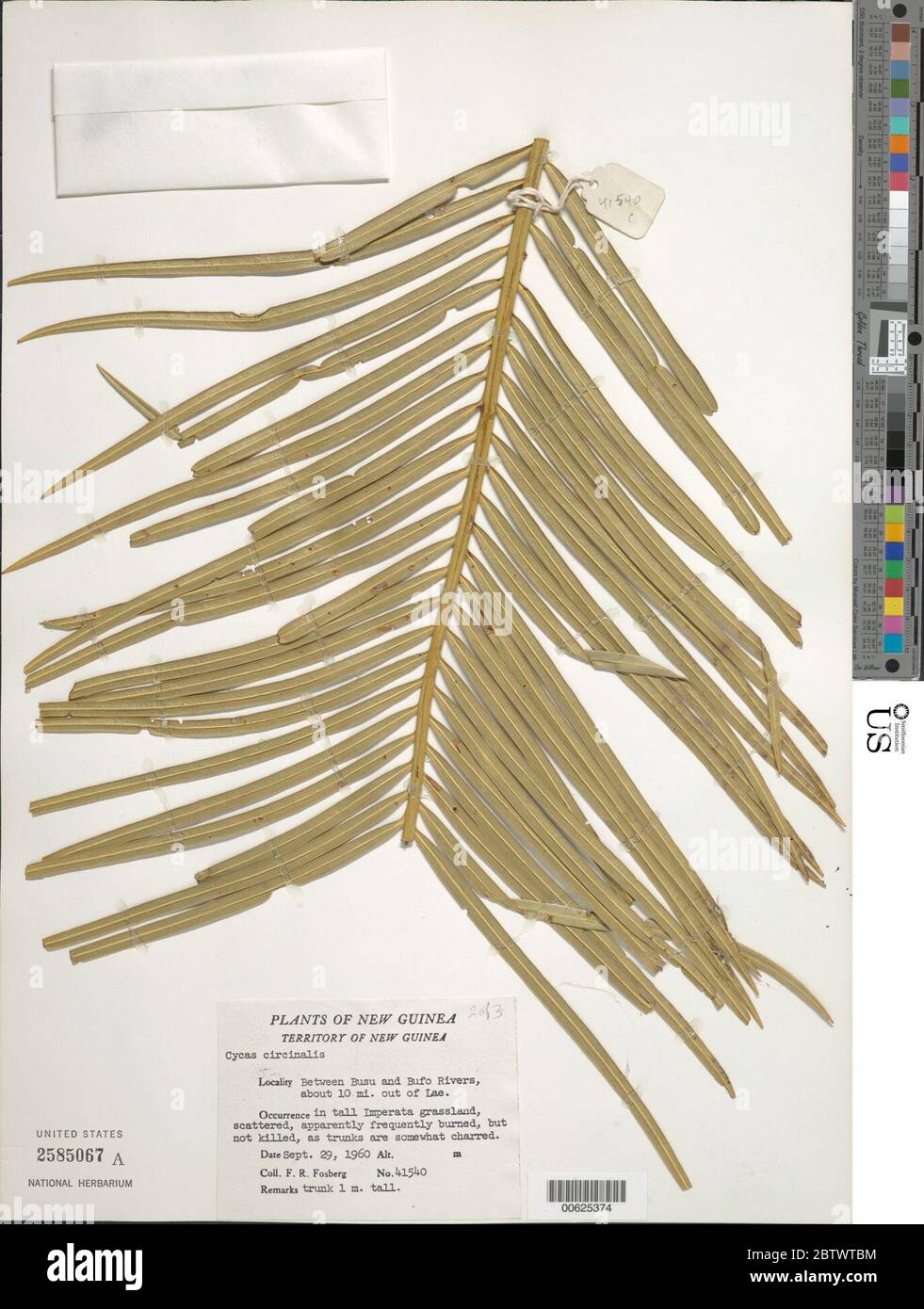 Cycas cycas sp hi-res stock photography and images - Alamy