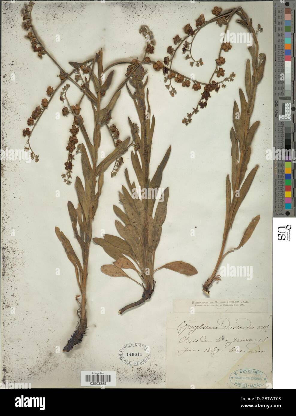 Dioscoridis hi-res stock photography and images - Alamy