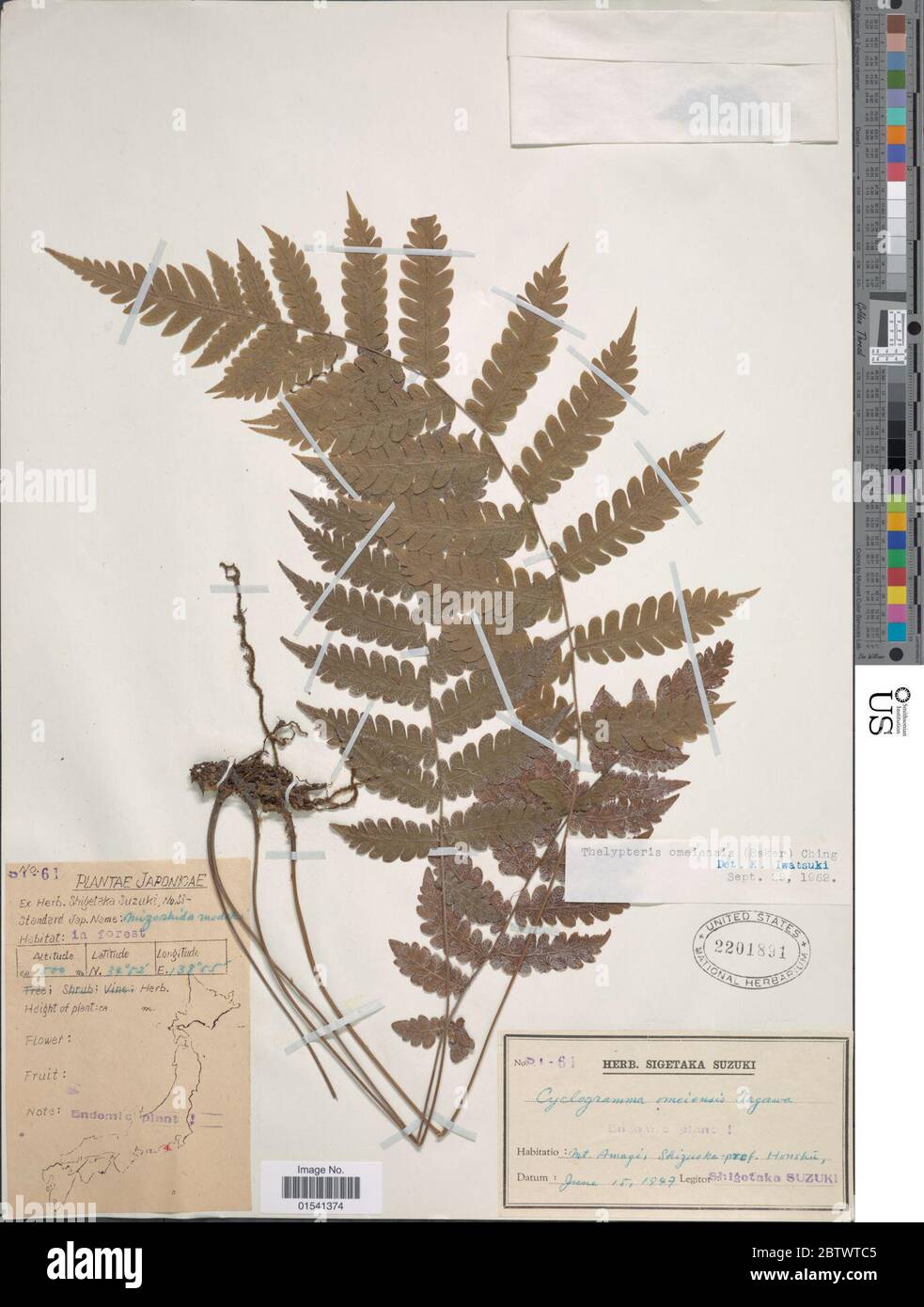 Omeiensis hi-res stock photography and images - Alamy