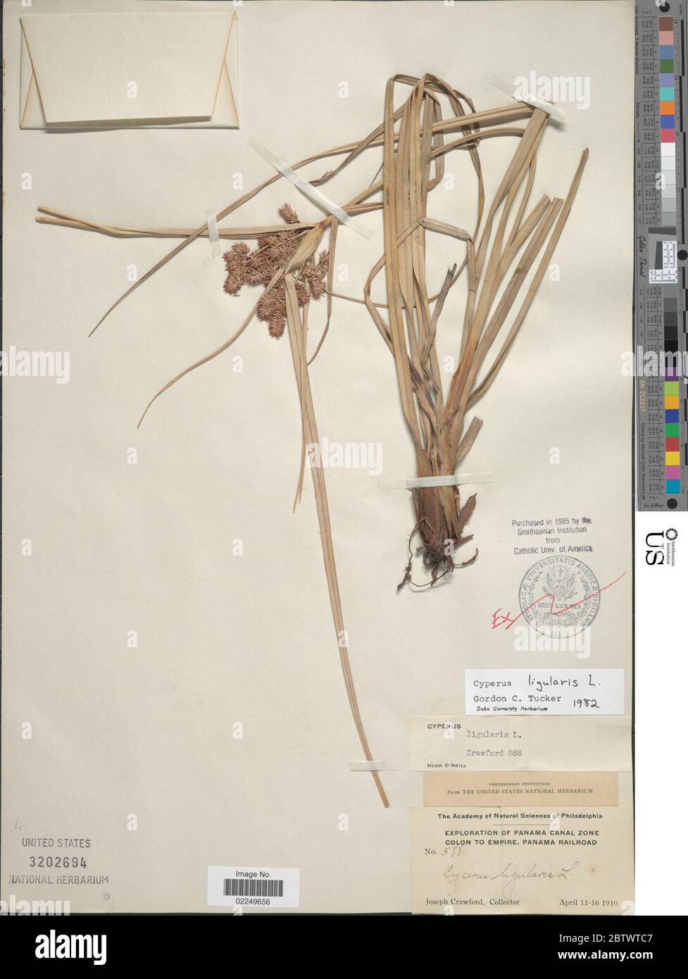 Cyperus ligularis L Stock Photo - Alamy