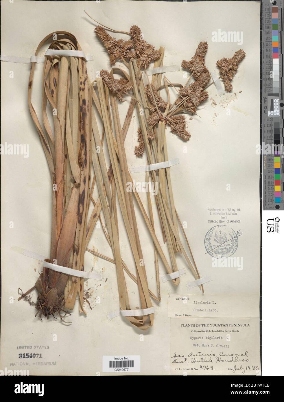 Cyperus ligularis L Stock Photo - Alamy