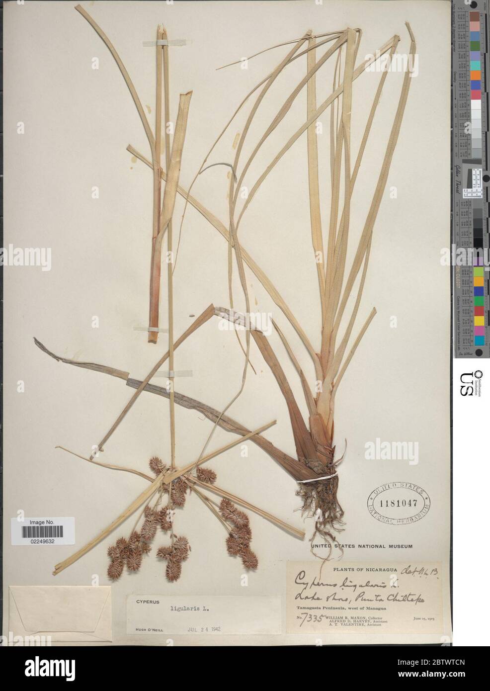 Cyperus ligularis L Stock Photo - Alamy