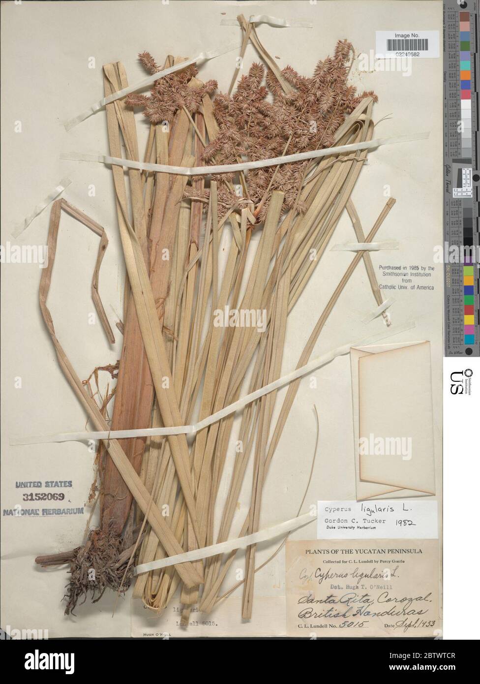 Cyperus ligularis L Stock Photo - Alamy