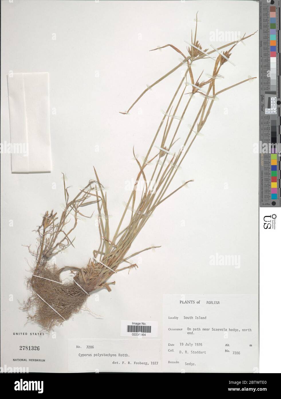 Cyperus polystachyos Rottb Stock Photo - Alamy