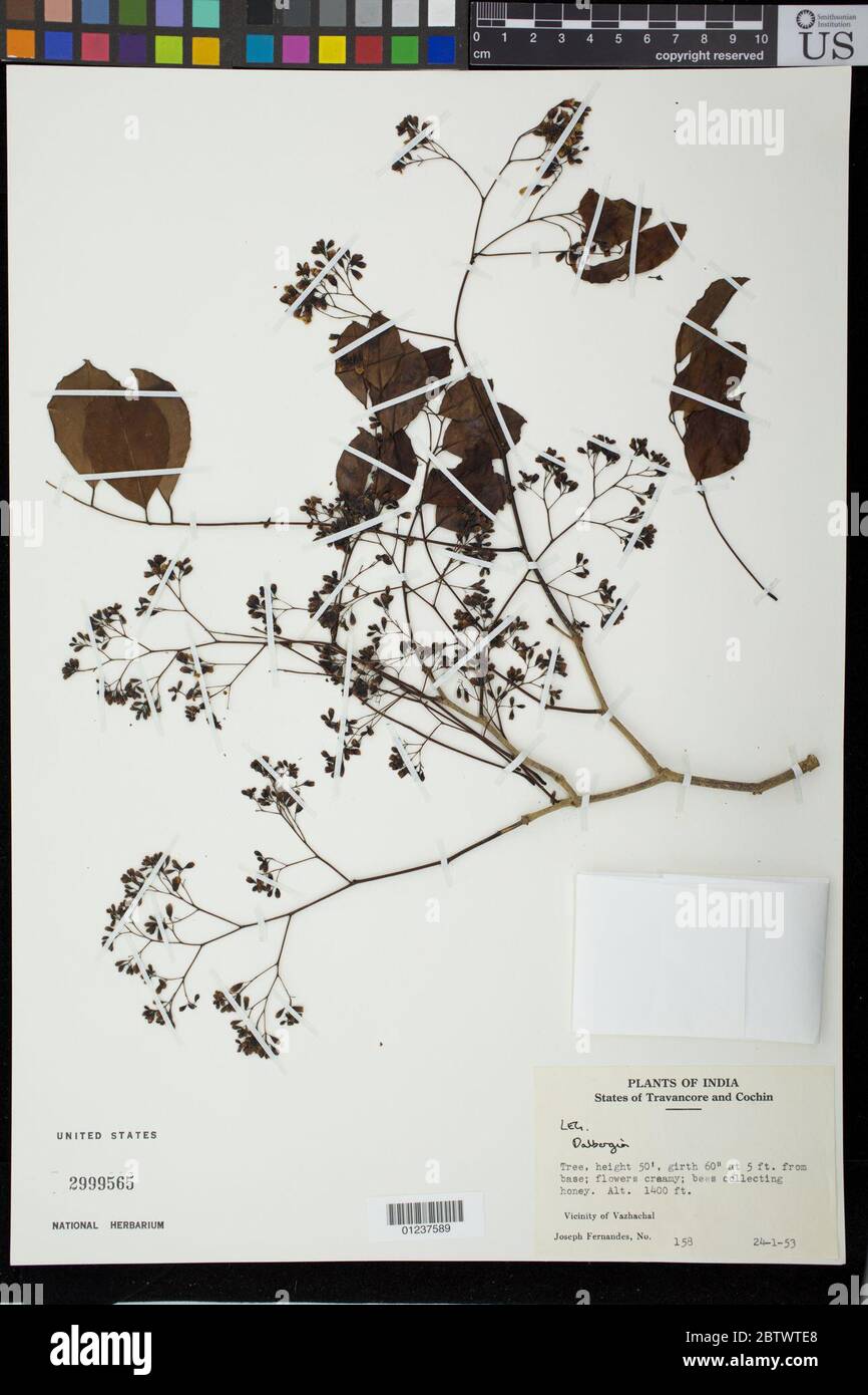 Dalbergia dalbergia sp hi-res stock photography and images - Alamy