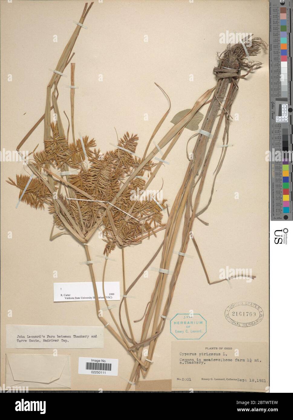 Cyperus strigosus L Stock Photo - Alamy