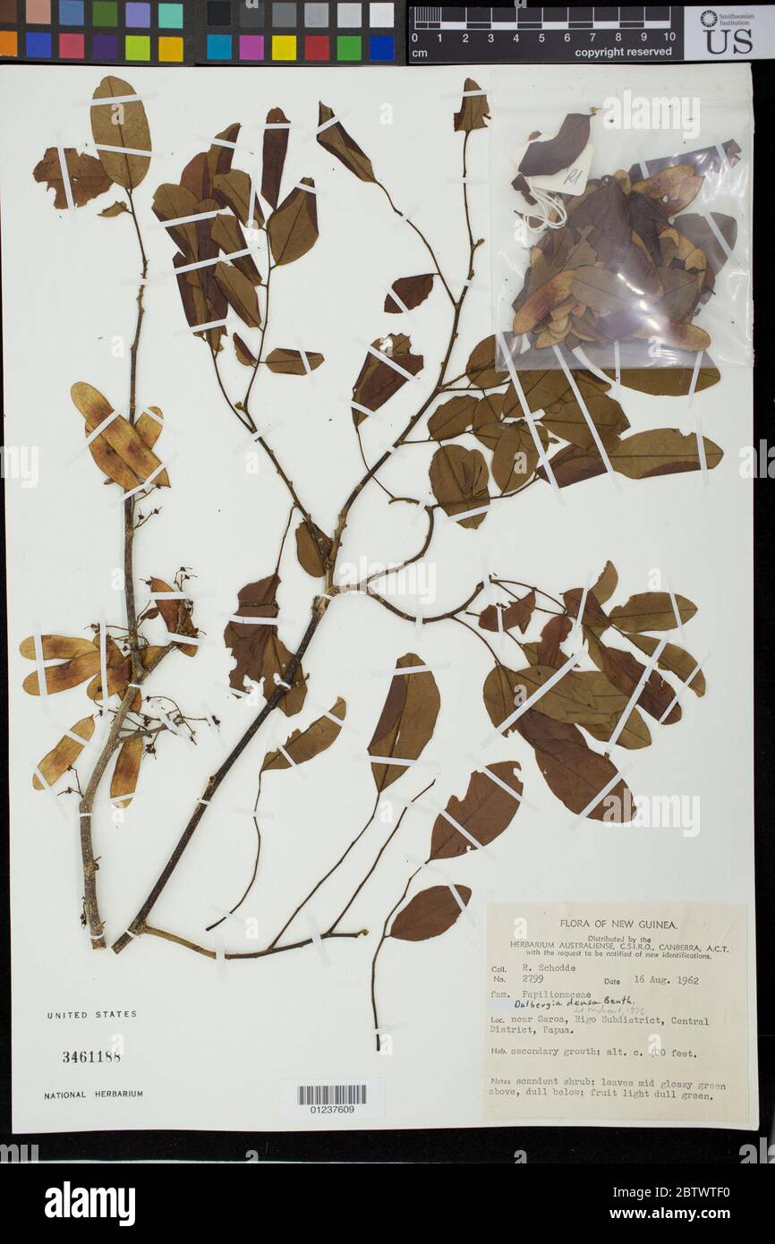 Densa hi-res stock photography and images - Alamy