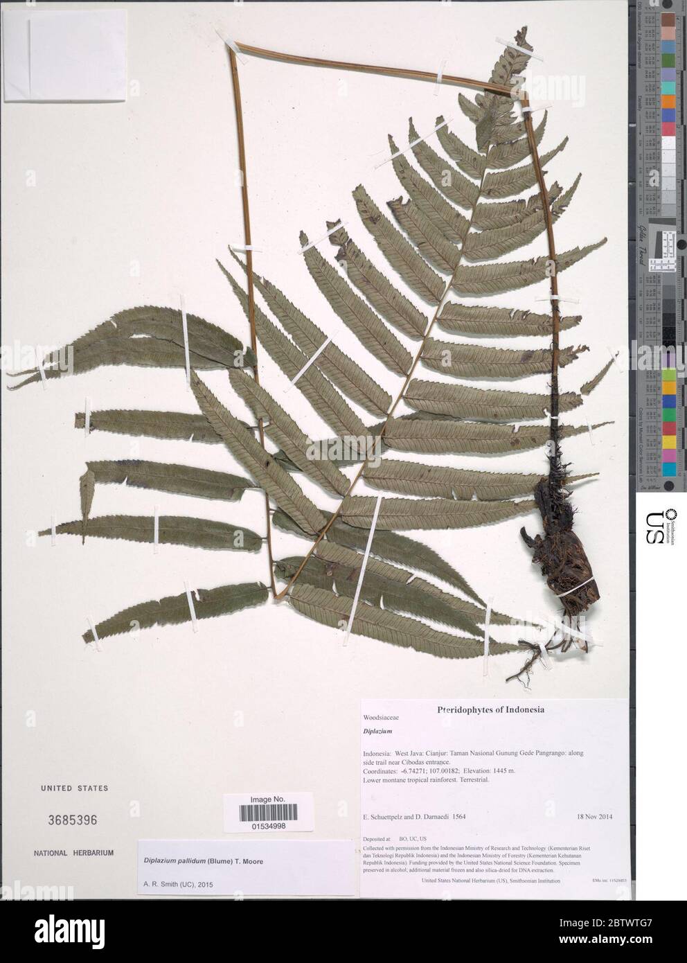 Diplazium hi-res stock photography and images - Alamy